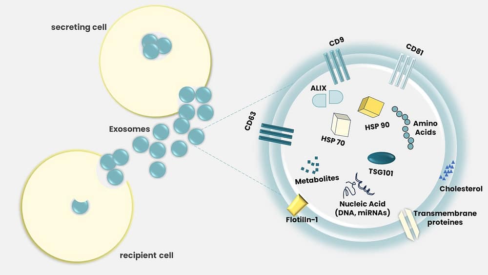 Discover the Revolutionary Beauty Solution: Natori's Exosome Products